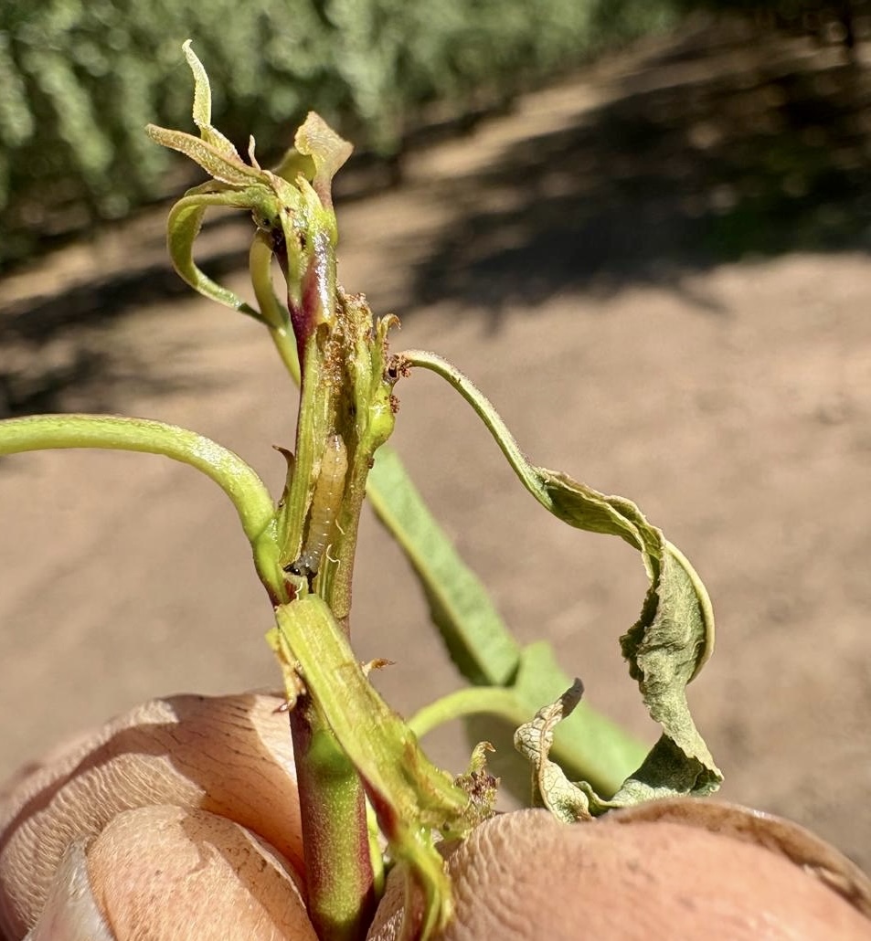 ¿Tu huerto de almendros está realmente protegido frente a la Cydia ...